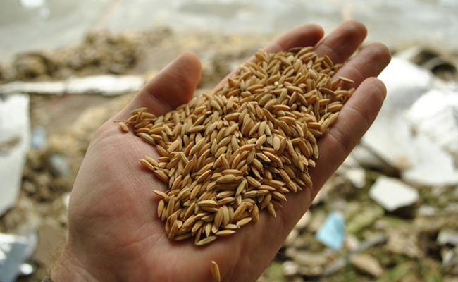 UN Food Standards Body Kicks Off Session by Tackling Arsenic in Rice