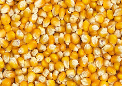 Corn-sourced resistant starch market potential begins to emerge