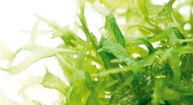 What Kinds Of Plants Are Slippery?