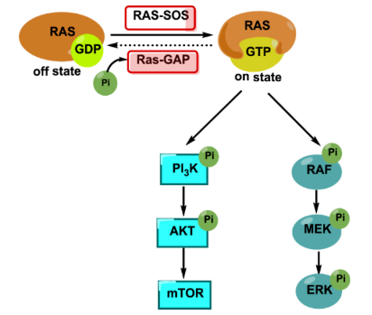 Breaking News! China's First KRAS G12D Inhibitor Approved for Clinical Use