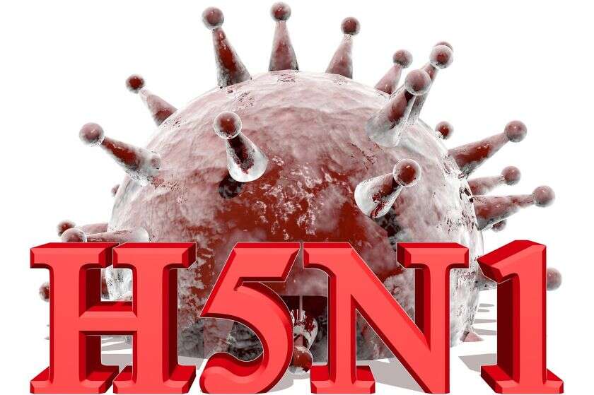Panama has experienced its first outbreak of H5N1 highly pathogenic ...
