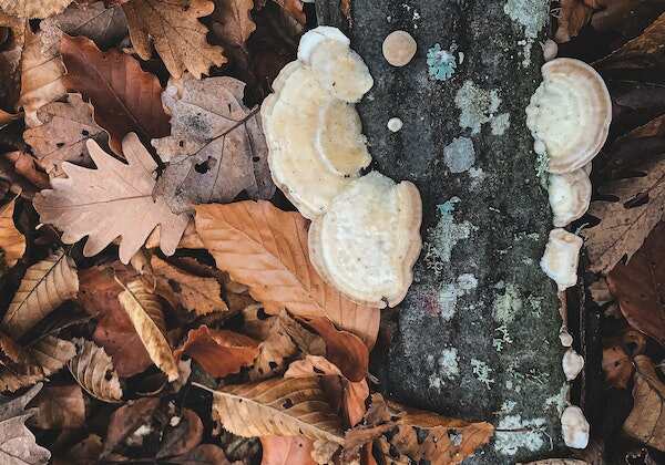 What is formaldehyde used for embalming? Explain in brief