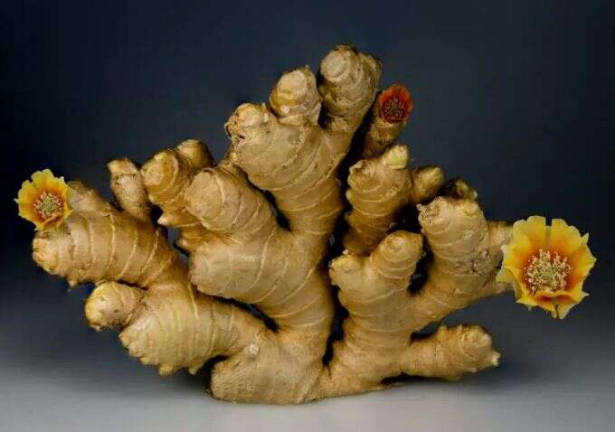 How to Make Ginger Oil at Home: The Ultimate Guide