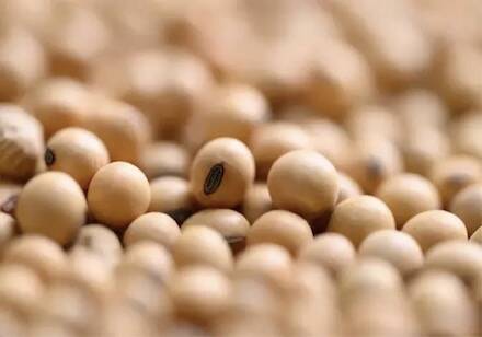 Corteva launches two new products for soybean sterilization protection