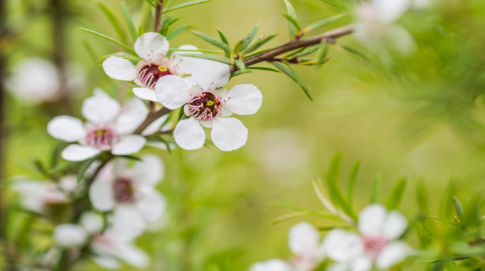 Manuka Bioscience Introduces Mānuka Oil for Skin Care and Natural Wellness