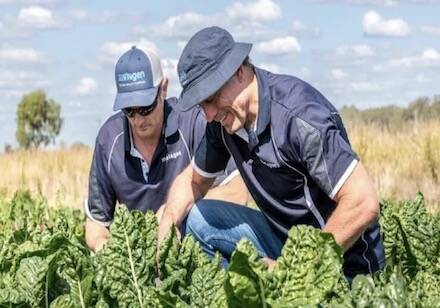 Huilong: The project with 2000 t/a of Chlorantraniliprole is expected ...