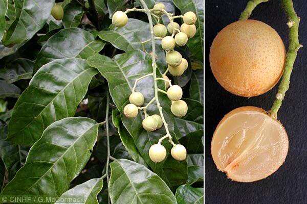 Breakthrough Research Reveals Anti-Inflammatory Potential and Phenolic ...