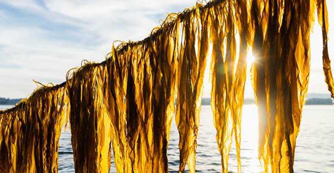 Basf insecticide Axalion®Active(Azidazolamide) becomes the only product ...