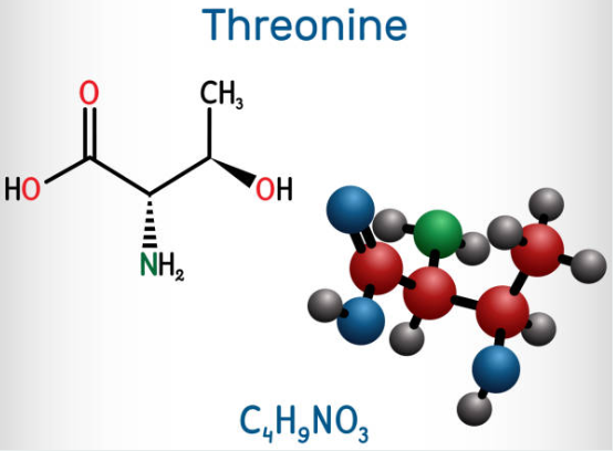 What does L Threonine do | Basics, Functions and Impacts