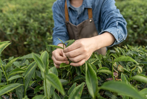 PAT Launches the Exudactive Line of Products Containing Plant Active ...