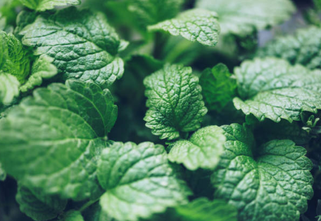 How does formaldehyde used in embalming works