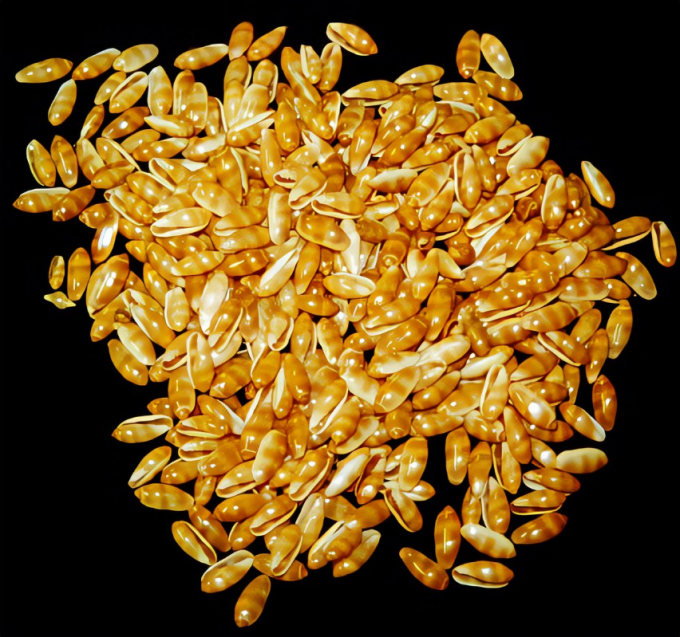 Lygos Partners with Acme-Hardesty to Distribute Biodegradable Soltellus ...