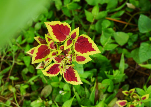 What is Forskolin Used for and How it is Commonly Used?