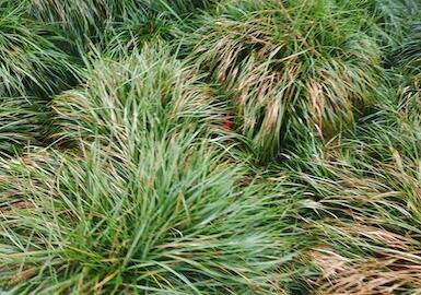 Corteva launches a new insecticide, Spadin™ (Sulfoxaflor), to control ...