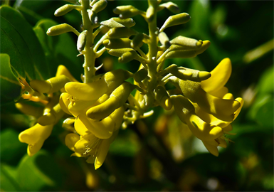 Insights into the Role of the MAPK Signaling Pathway in Yellow Sophora ...