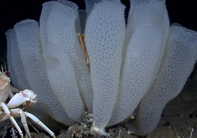 What does astatine react with and its use?