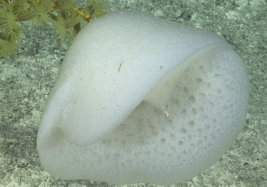 3 types of spicules in sponges