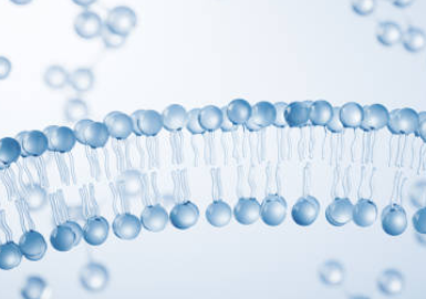 Function of an Integral Protein | Extensive Review